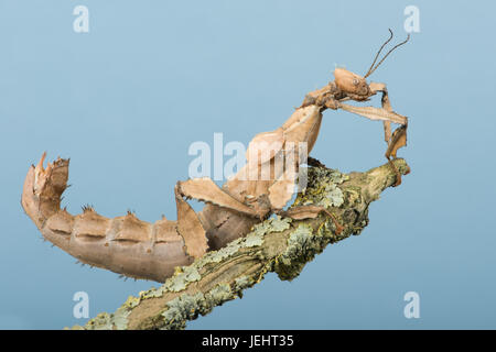 Macleay's spectre stick insect (Extatosoma tiaratum), captive, occurs ...