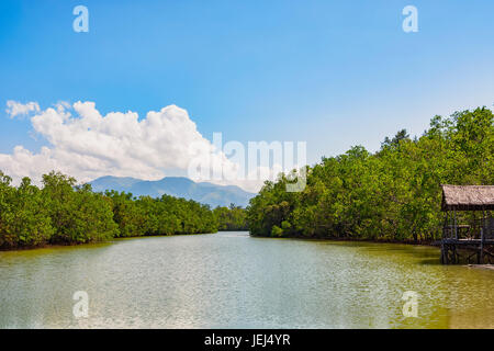 Mangrove forest in Zambales, North of Luzon, Philippines Stock Photo ...
