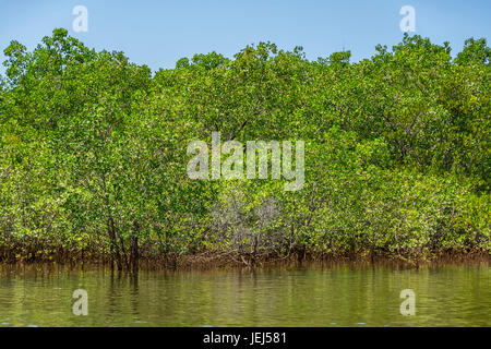 Mangrove forest in Zambales, North of Luzon, Philippines Stock Photo ...