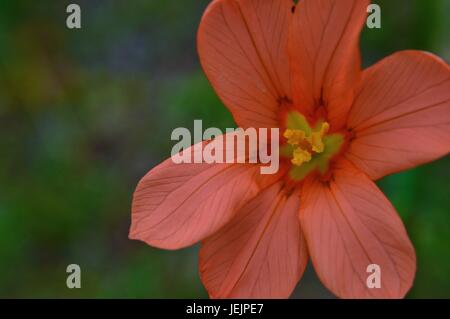 Australian native flower, Orange flowers on a flowering gum or Stock ...