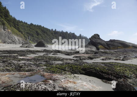 Shi Shi Beach, Olympic Peninsula, Washington Stock Photo - Alamy