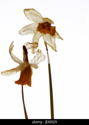 Two withered daffodil Stock Photo - Alamy
