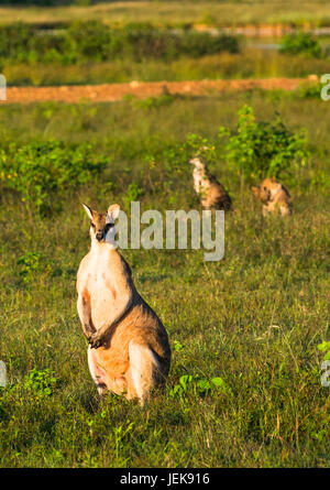 Wallabies in farmer's field near Kakadu national park, Northern ...
