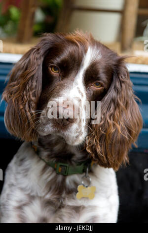 Brown and White Springer Spaniel Dog sat on Rocky Beach Stock Photo - Alamy
