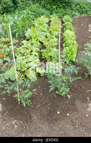 Home Vegatable Garden Stock Photo - Alamy