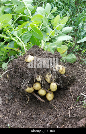 Lady Christl Poptatoes Stock Photo - Alamy