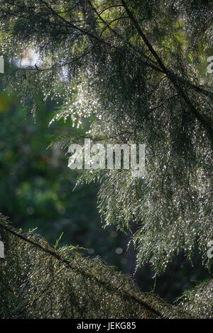 Rain Drops on a cedar tree backlit by late afternoon sun Stock Photo ...