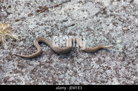 Viper crawls over the stone Stock Photo - Alamy