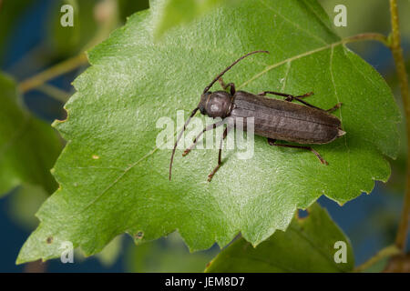 Dunkelbrauner Halsgrubenbock, Haaraugen-Halsgrubenbock, Grubenhalsbock ...