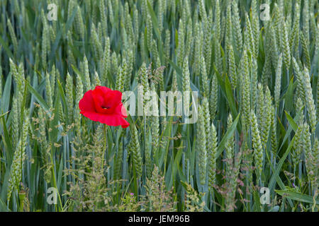 Lone poppy growing in wheat field in East Sussex, England. Shown on ...