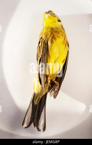 Vertical shot of a dead bird lying on its back its legs up on the palm ...