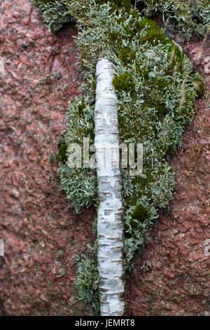 Birch trunk close-up, overgrown with moss and lichen Stock Photo - Alamy