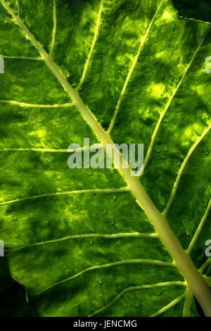 This is Natural View of Taro Leaves Stock Photo - Alamy