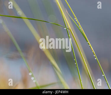 water drops on grass blade nature background Stock Photo - Alamy