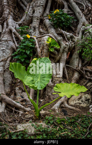 Japan, Okinawa prefecture, Naha . Tree top restaurant on giant tree ...