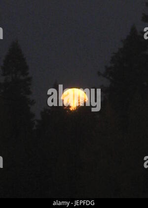 Rising full moon with tree silhouettes and clouds Stock Photo - Alamy