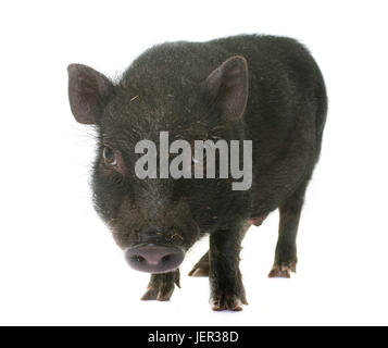 black piglet in front of white background Stock Photo - Alamy