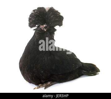 A Padovana Chicken Stock Photo - Alamy