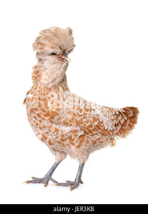Padovana chicken in front of white background Stock Photo - Alamy