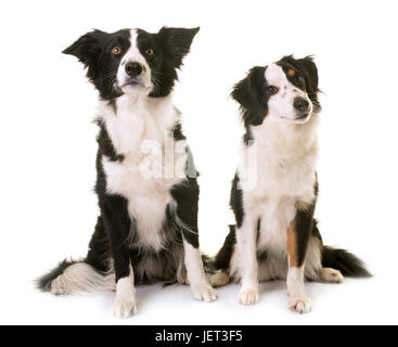 Border Collie with Miniature Australian Shepherd Stock Photo - Alamy