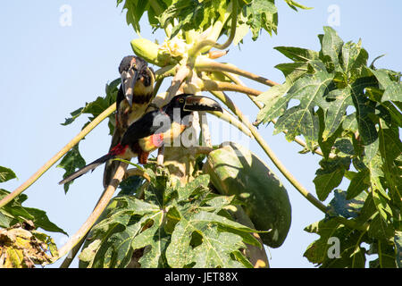Collared Aracaris eating Papaya image taken in Panama Stock Photo - Alamy