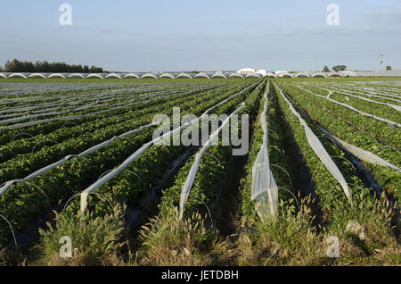Spain, Andalusia, region of Huelva, strawberry plants in a greenhouse ...