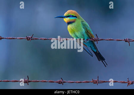 An Australian Rainbow Bee-eater, Australia's only species of bee-eater ...