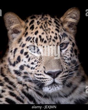 Male Amur leopard looking at camera (head shot Stock Photo - Alamy