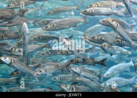 School of Silver Gray Fish Stock Photo - Alamy
