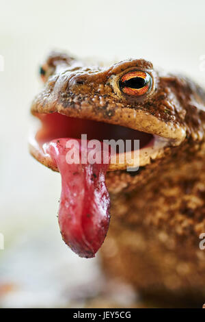 Common toad (Bufo bufo) with lolled tongue Stock Photo - Alamy