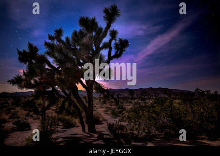 Stars over Joshua Tree National Park Stock Photo - Alamy