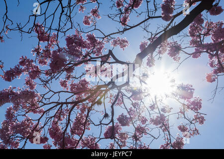 Black Lapacho (Handroanthus heptaphyllus) trees flowering, Asuncion ...
