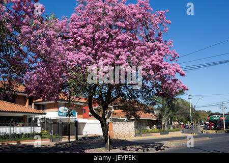 Black Lapacho (Handroanthus heptaphyllus) trees flowering, Asuncion ...