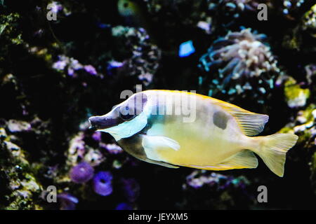 Fox-face rabbitfish, Siganus vulpinus Stock Photo - Alamy