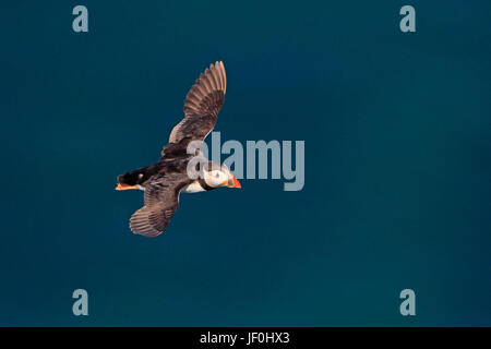 A puffin in flight at RSPB Bempton Cliffs Stock Photo - Alamy