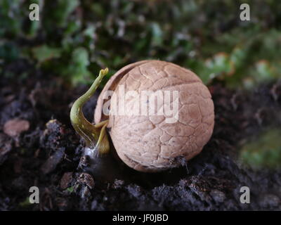 germinated walnut with root on soil background Stock Photo - Alamy