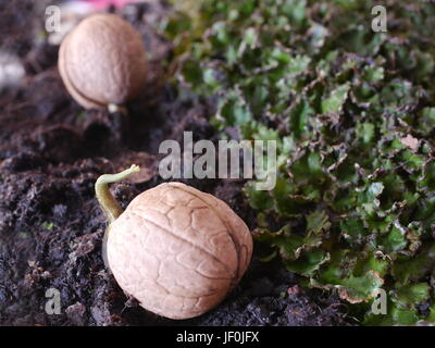 germinating walnut on soil, growing sprout of a young walnut with long ...