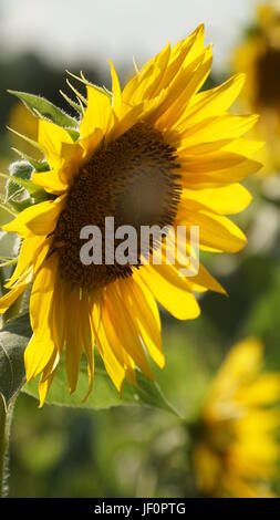 Sunflower Farm in Connecticut Stock Photo - Alamy