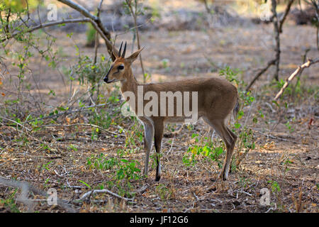 Kronenducker / Common duiker / Sylvicapra grimmia Stock Photo - Alamy