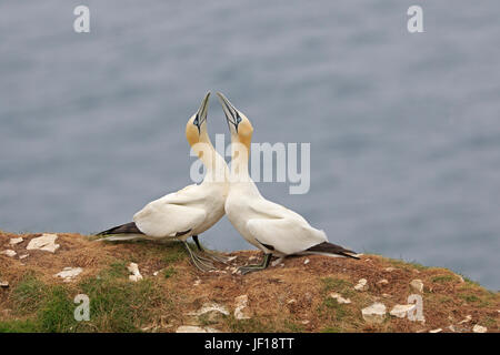 Northern gannets on cliff tops Stock Photo - Alamy