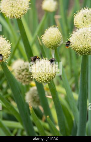 Green Japanese Bunching Onion on White Background Stock Photo - Alamy