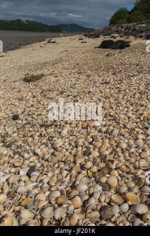 Cockle shell beach at Kippford, Dumfries & Galloway Stock Photo - Alamy