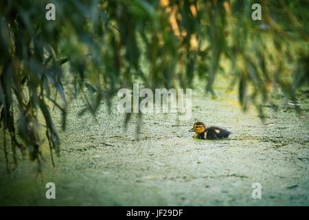 Cute little baby duckling swimming on the calm water of a pond Stock ...