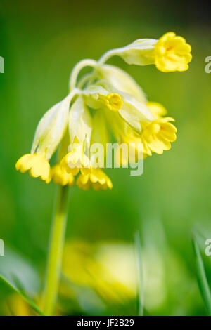 Yellow cowslip flowers in the foreground with Läckö Castle blurred in ...