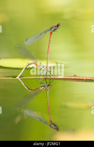 Large red Damselflies, Pyrrhosoma nymphula, on iris leaves in a pond ...