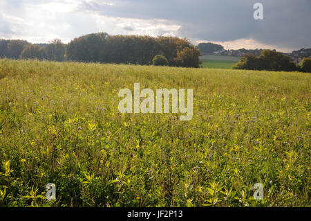 Guizotia abyssinica, Niger seed, green manure Stock Photo - Alamy