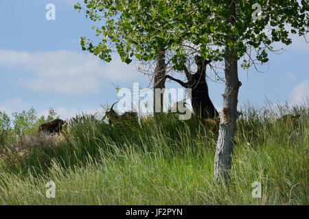 Kiko goat climbing standing on hind legs to eat tree leaves Stock Photo ...