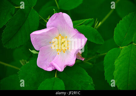 A wild Alberta rose bush (Rosa acicularis), the official floral emblem ...