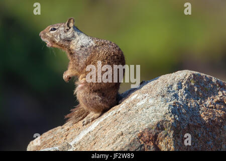 Ground Squirrel Burrows Stock Photo: 115816362 - Alamy