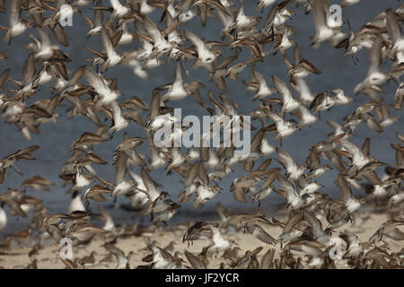 mixed shorebird flock, mostly semi-palmated sandpipers, Delaware bay ...